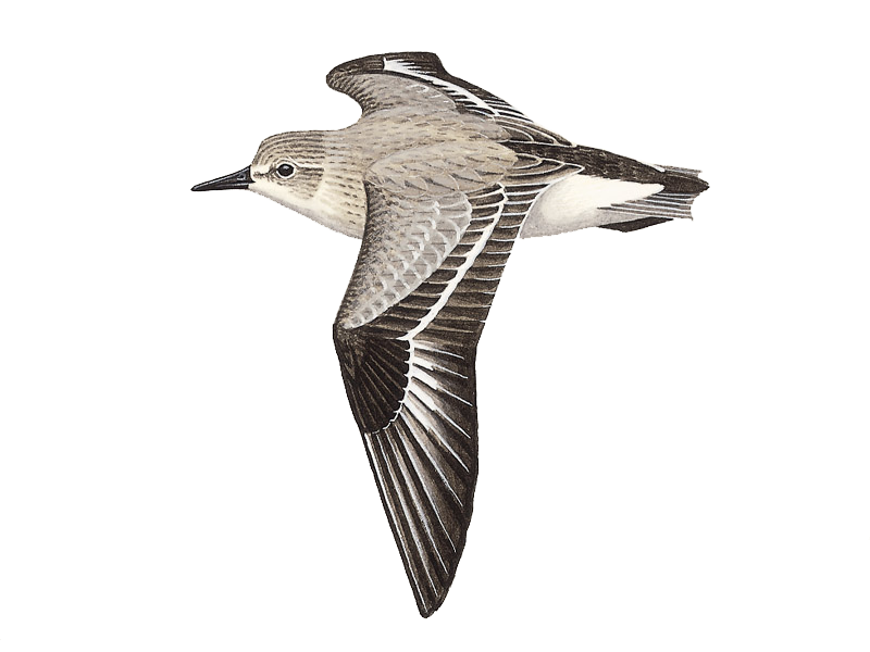 Details : Red-necked Stint - BirdGuides