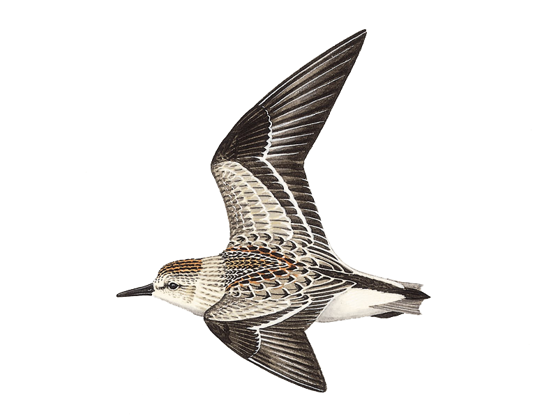 Details : Red-necked Stint - BirdGuides