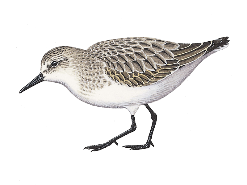 Details : Little Stint - BirdGuides