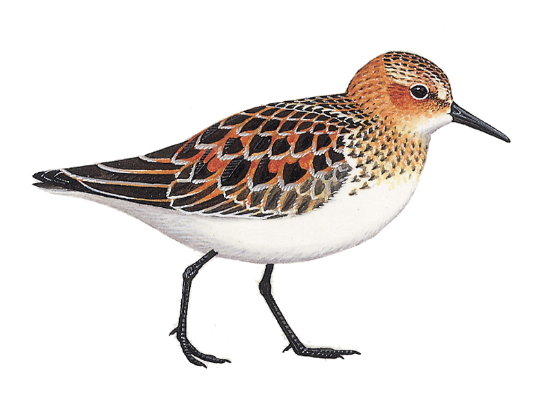 Details : Little Stint - BirdGuides