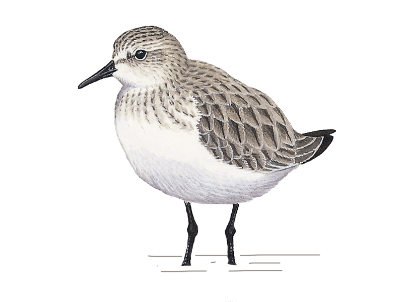 Details : Little Stint - BirdGuides