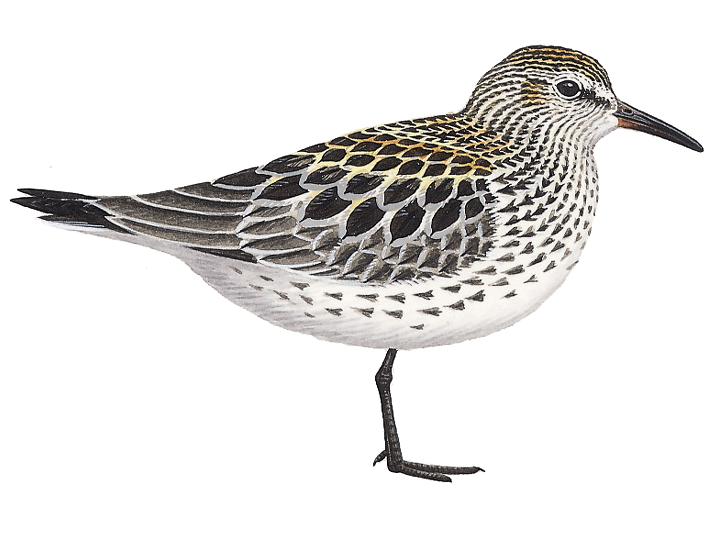Details : White-rumped Sandpiper - BirdGuides