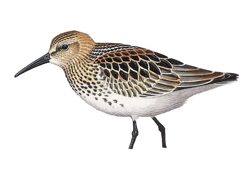 Details : Dunlin - BirdGuides