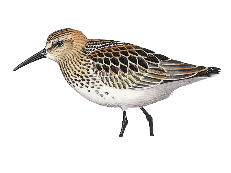 Details : Dunlin - BirdGuides