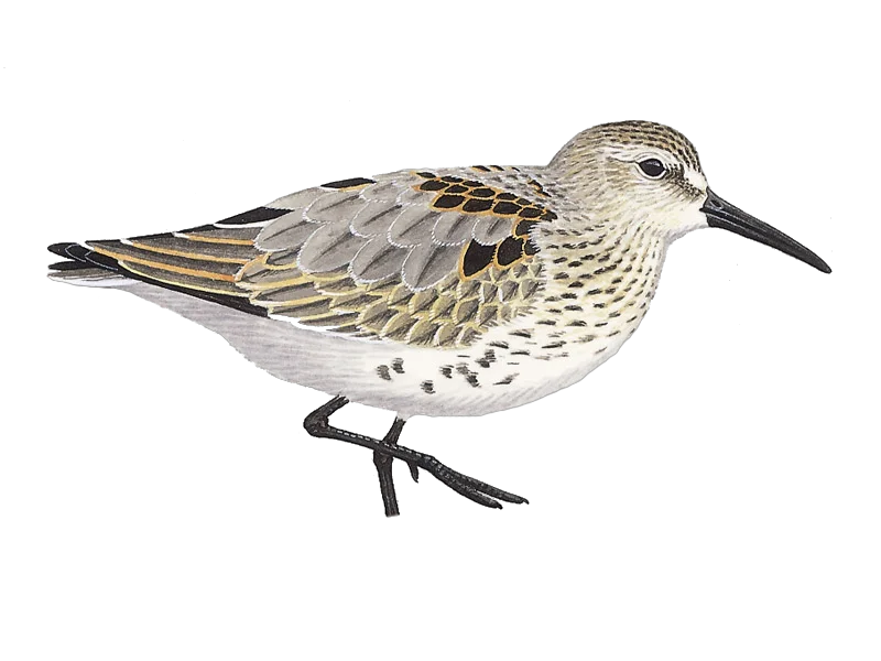Details : Dunlin - BirdGuides