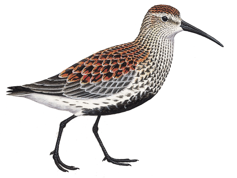 Details : Dunlin - BirdGuides