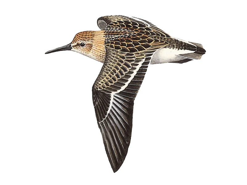 Details : Dunlin - BirdGuides
