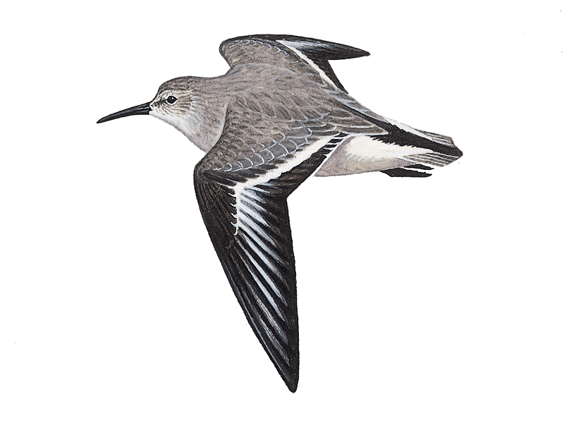 Details : Dunlin - BirdGuides