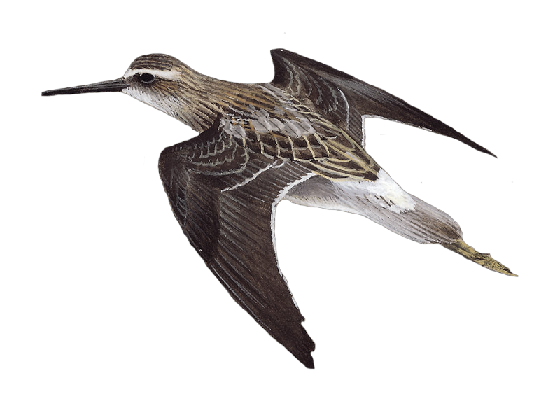 Details : Stilt Sandpiper - BirdGuides