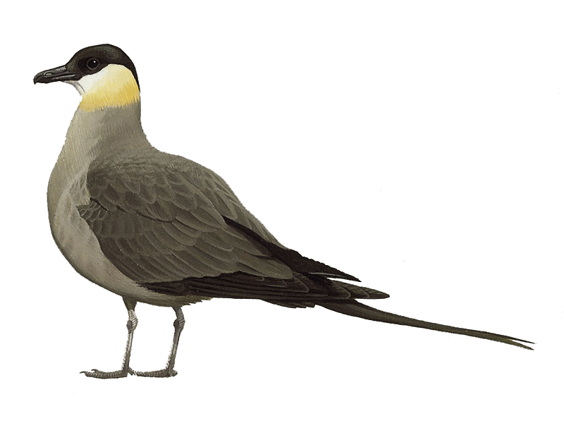 Details : Long-tailed Skua - BirdGuides