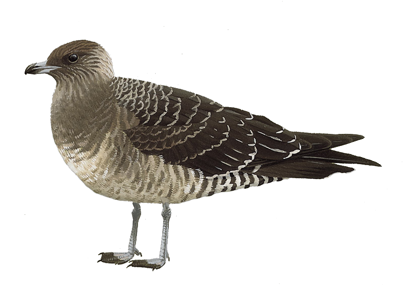Details : Long-tailed Skua - BirdGuides