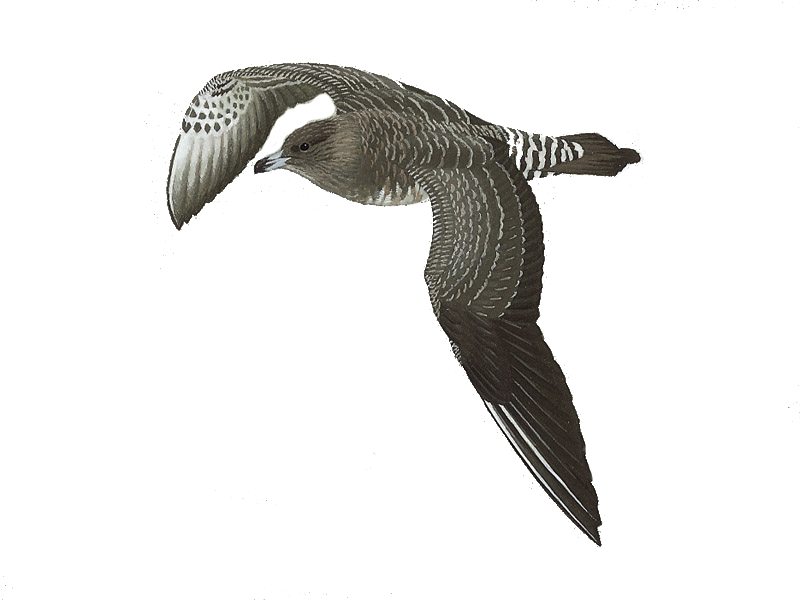 Details : Long-tailed Skua - BirdGuides