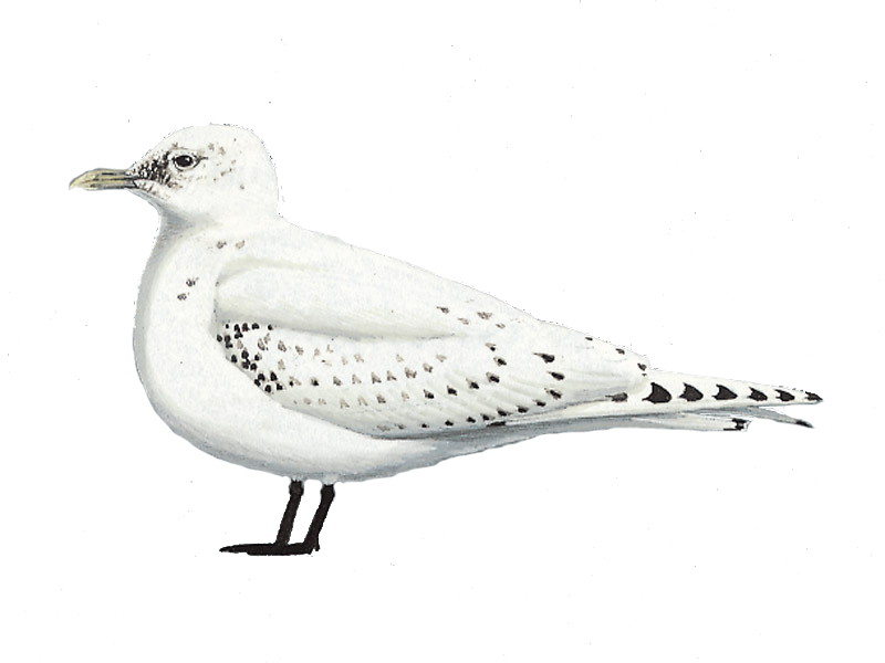 Details : Ivory Gull - BirdGuides