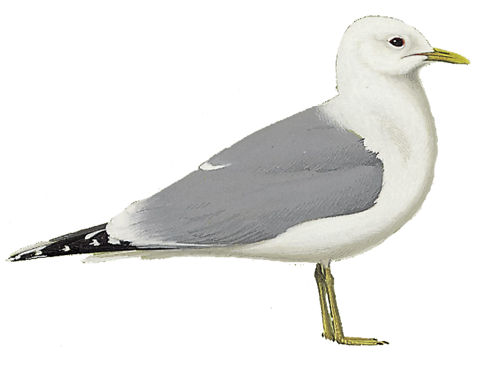Details : Common Gull - BirdGuides
