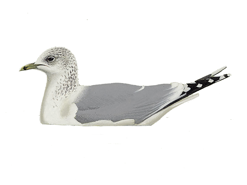 Details : Common Gull - BirdGuides