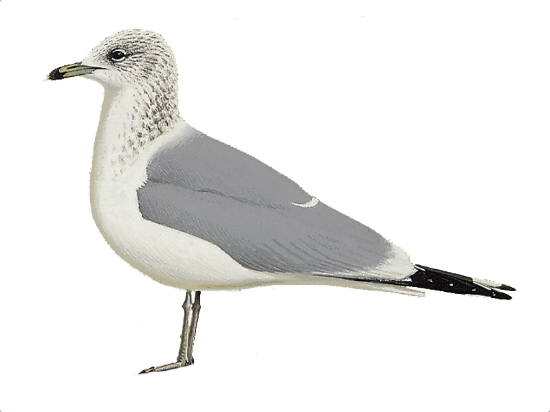 Details : Common Gull - BirdGuides