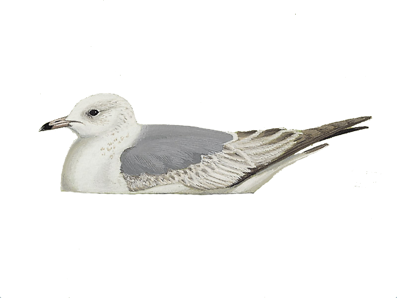 Details : Common Gull - BirdGuides