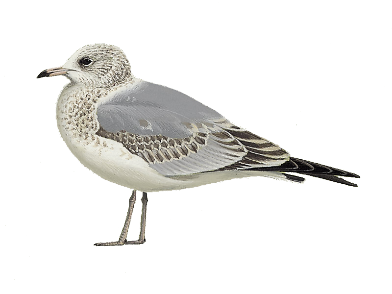 Details : Common Gull - BirdGuides