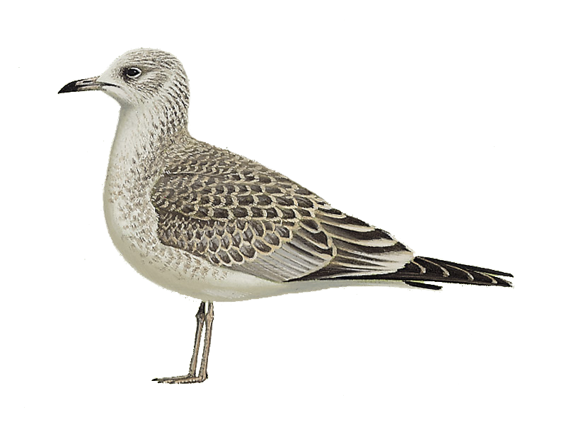 Details : Common Gull - BirdGuides