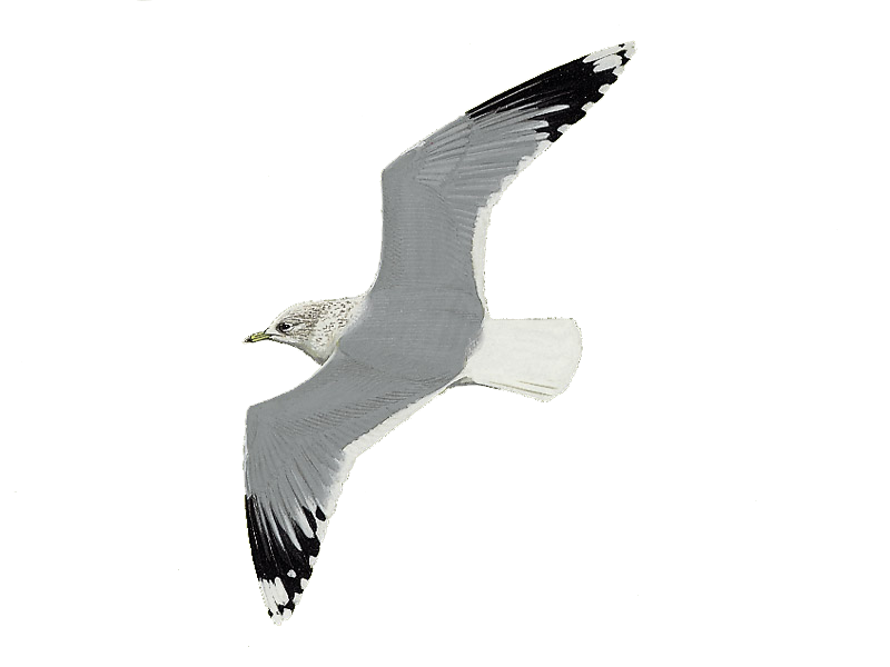 Details : Common Gull - BirdGuides
