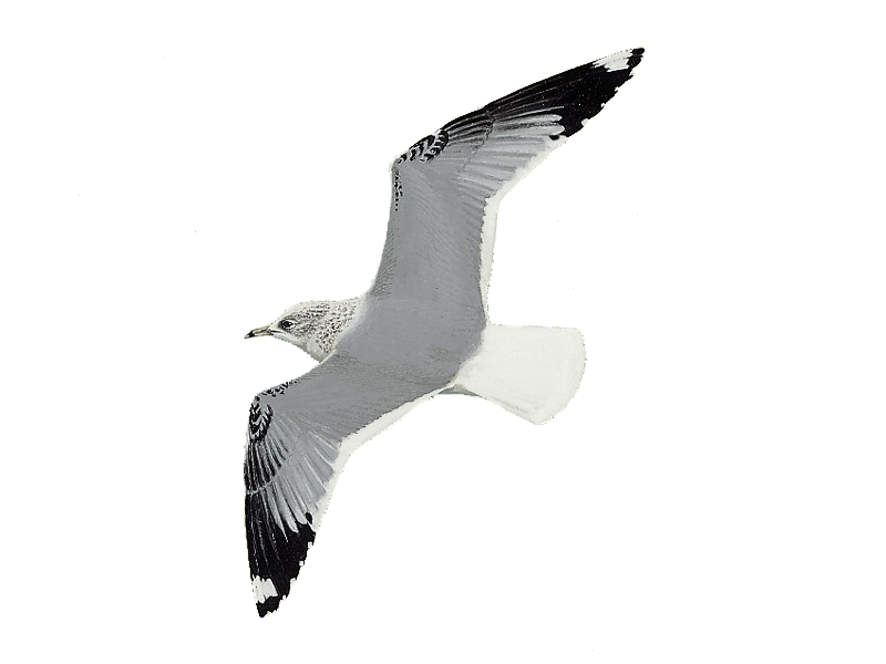 Details : Common Gull - BirdGuides