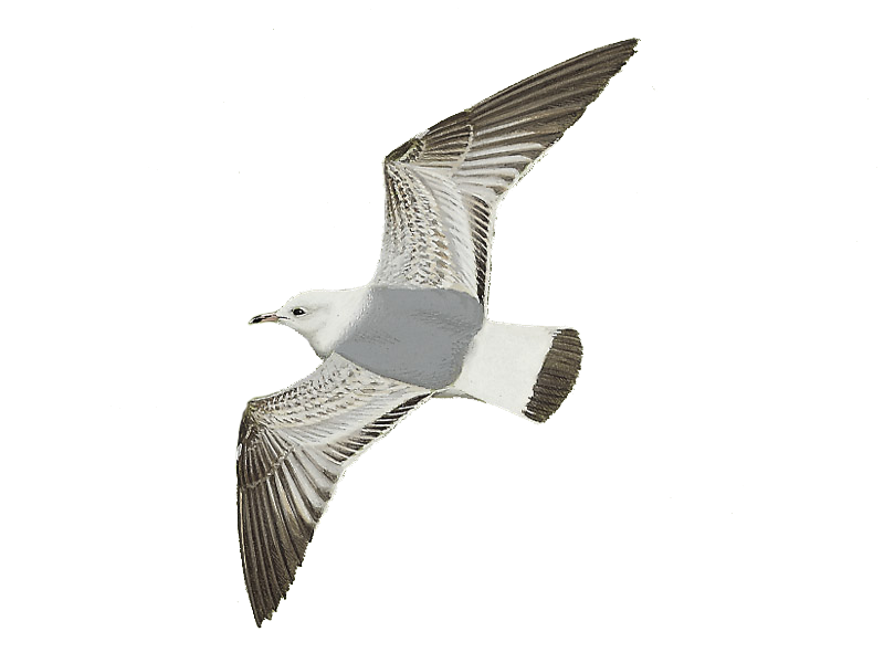 Details : Common Gull - BirdGuides