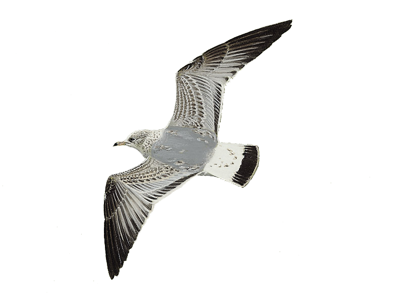 Details : Common Gull - BirdGuides