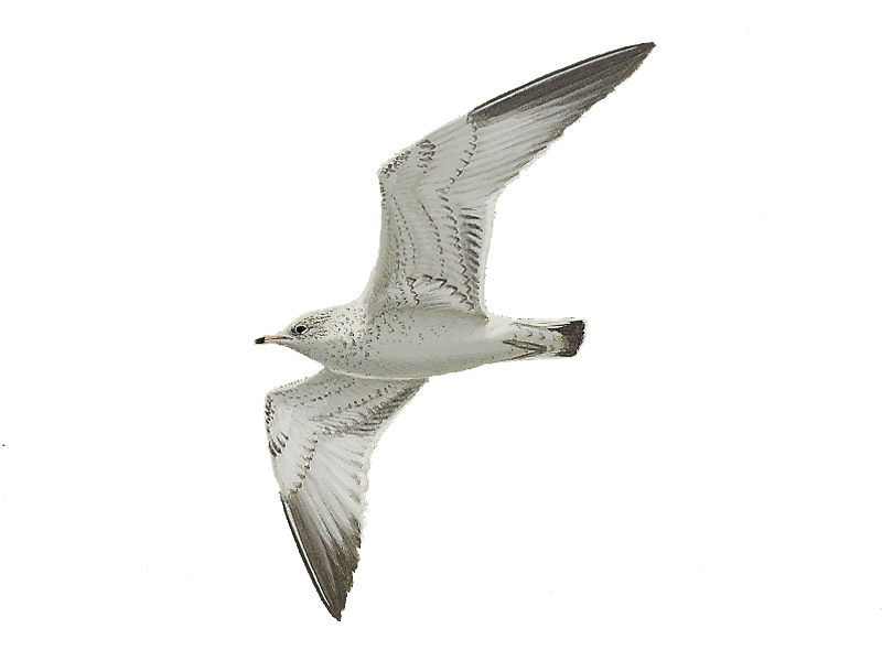 Details : Common Gull - BirdGuides