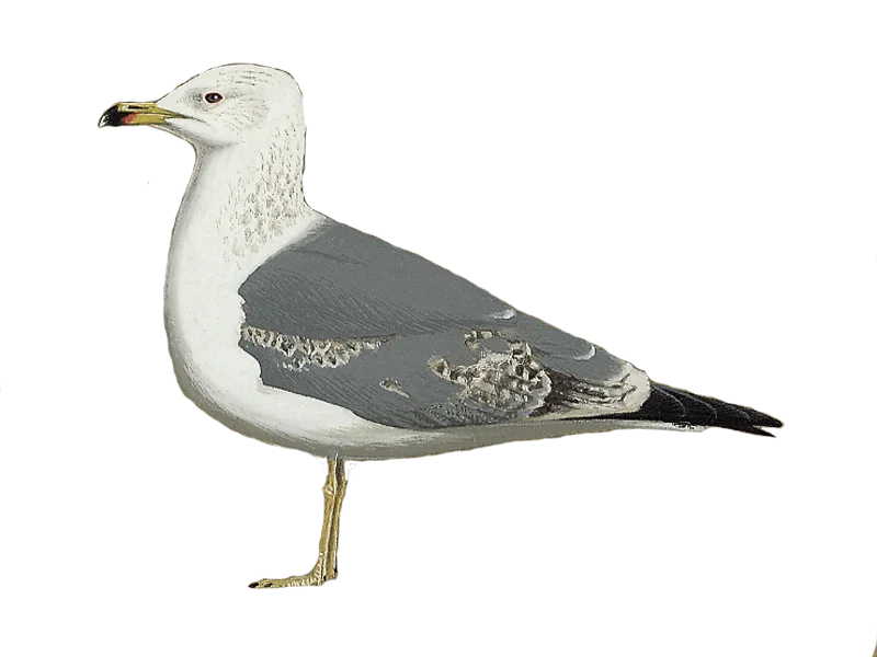 Details : Armenian Gull - BirdGuides