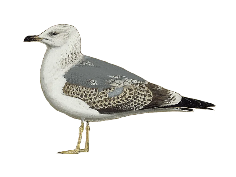 Details : Armenian Gull - BirdGuides