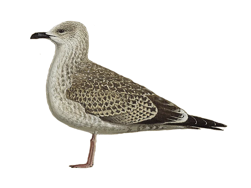 Details : Armenian Gull - BirdGuides