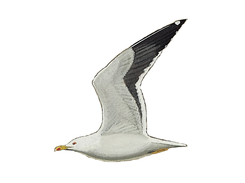 Details : Lesser Black-backed Gull - BirdGuides