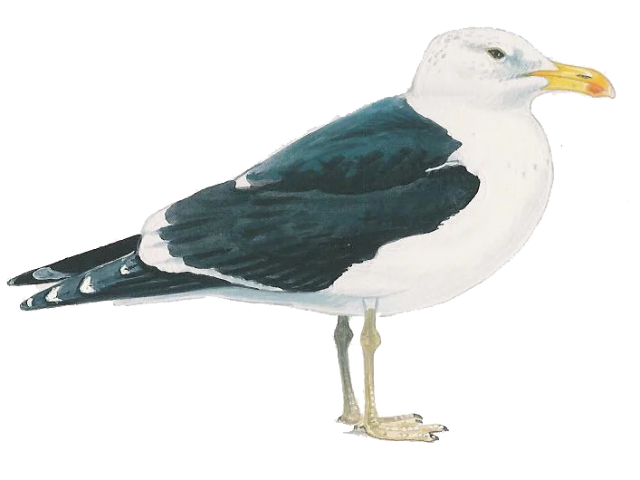 Details : Cape Gull - BirdGuides