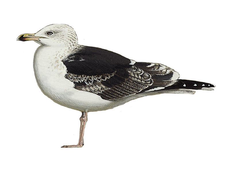 Details : Great Black-backed Gull - BirdGuides