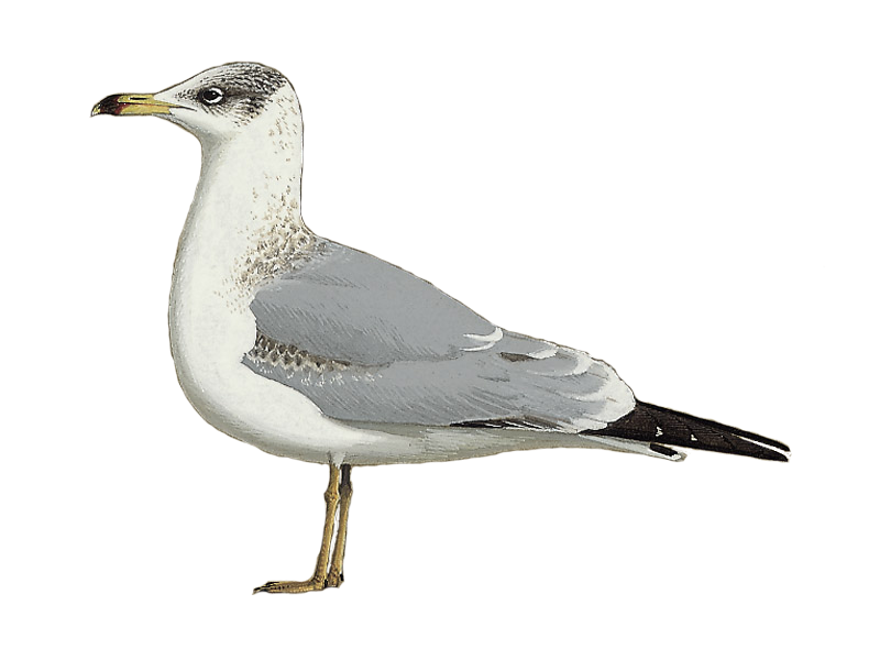 Details : Pallas's Gull - BirdGuides
