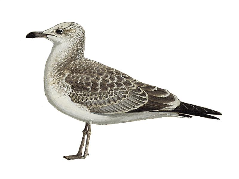Details : Pallas's Gull - BirdGuides