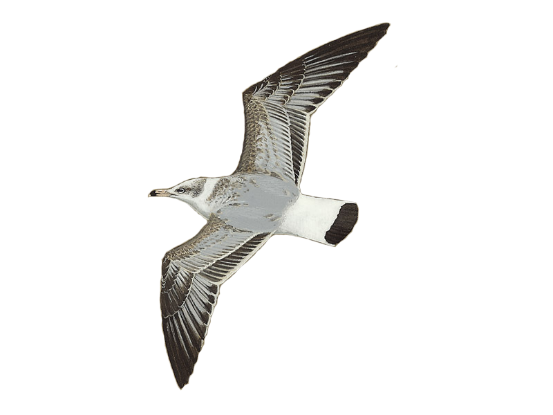 Details : Pallas's Gull - BirdGuides