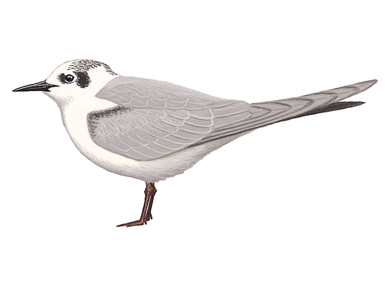 Details : White-winged Tern - BirdGuides