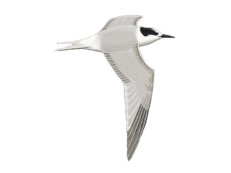Details : Common Tern - BirdGuides