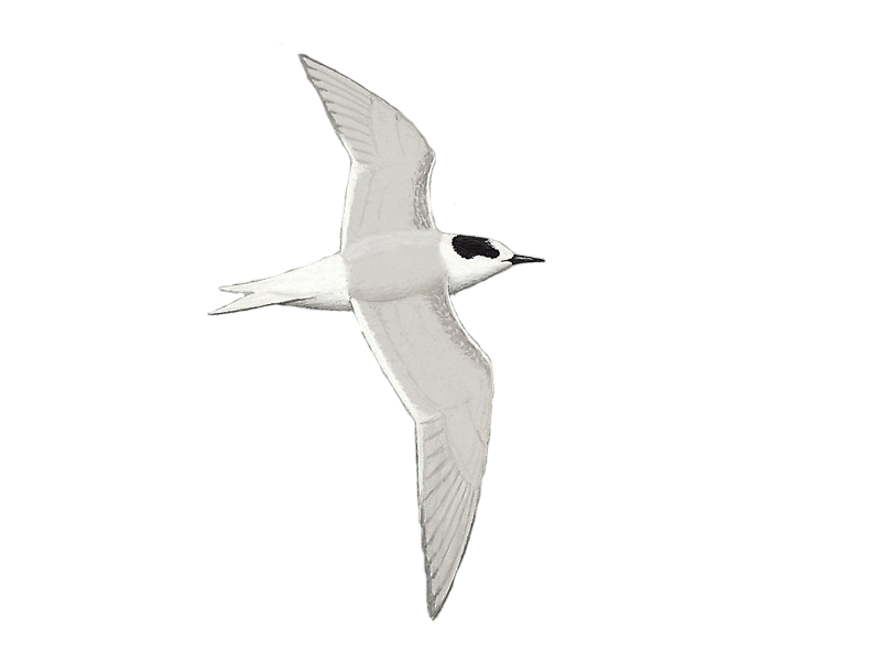 Details : Arctic Tern - BirdGuides