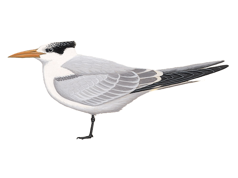 Details : Royal Tern - BirdGuides