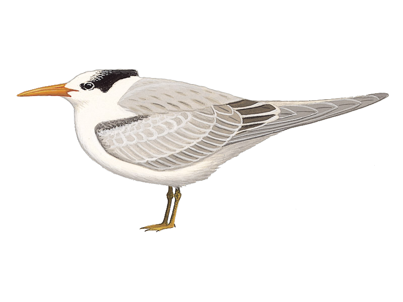 Details : Lesser Crested Tern - BirdGuides
