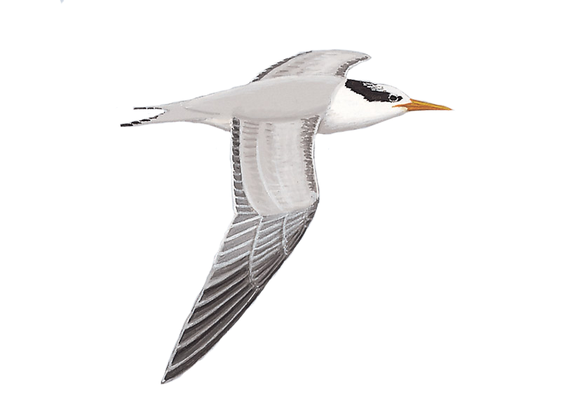 Details : Lesser Crested Tern - BirdGuides