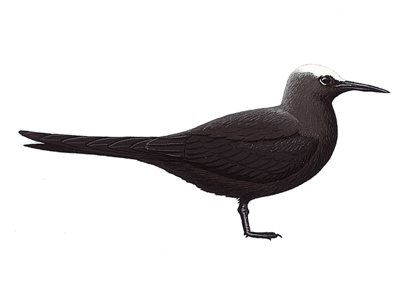 Details : Black Noddy - BirdGuides