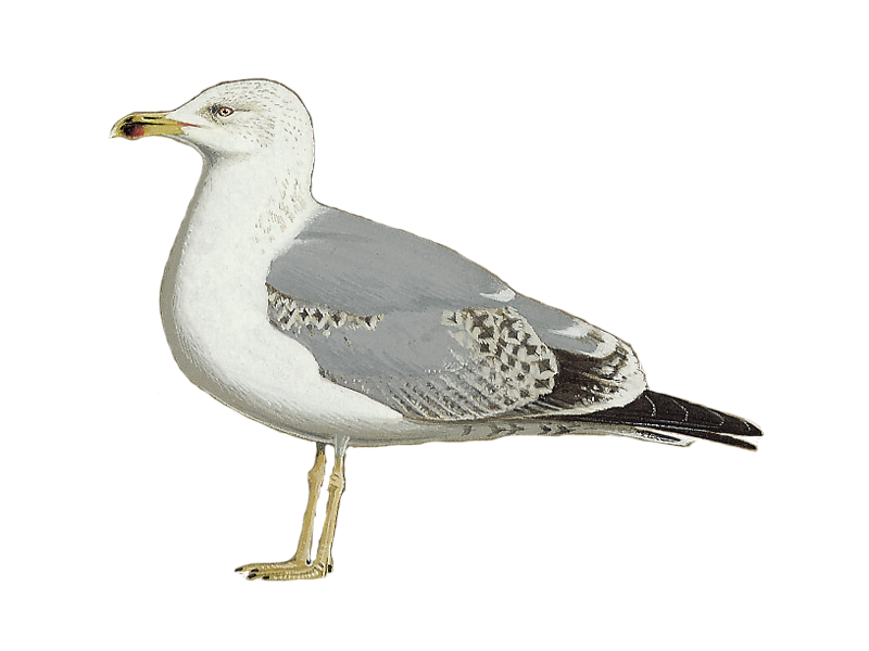 Details : Yellow-legged Gull - BirdGuides