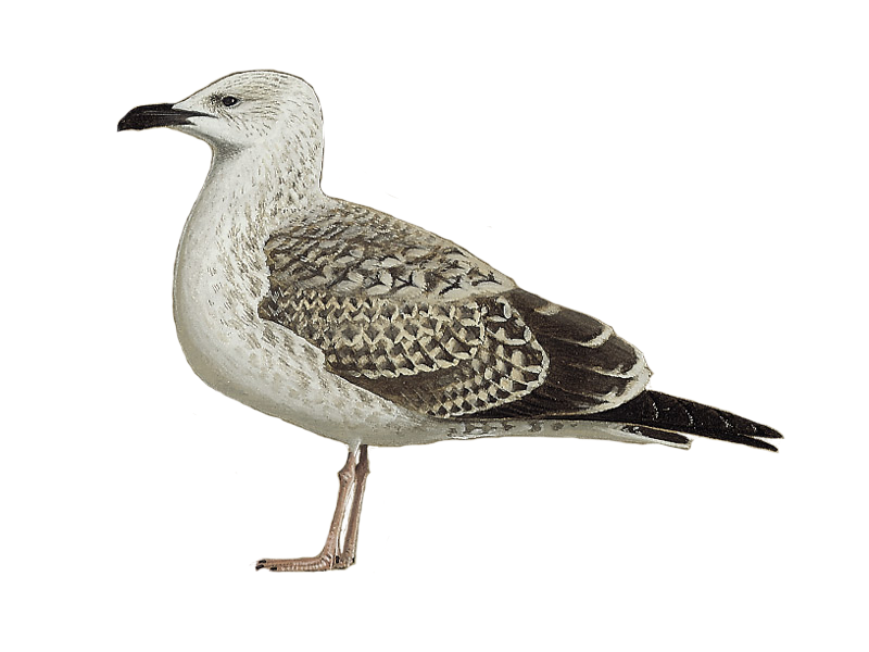 Details : Yellow-legged Gull - BirdGuides