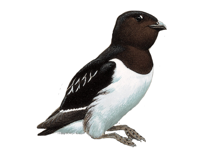 Details : Little Auk - BirdGuides