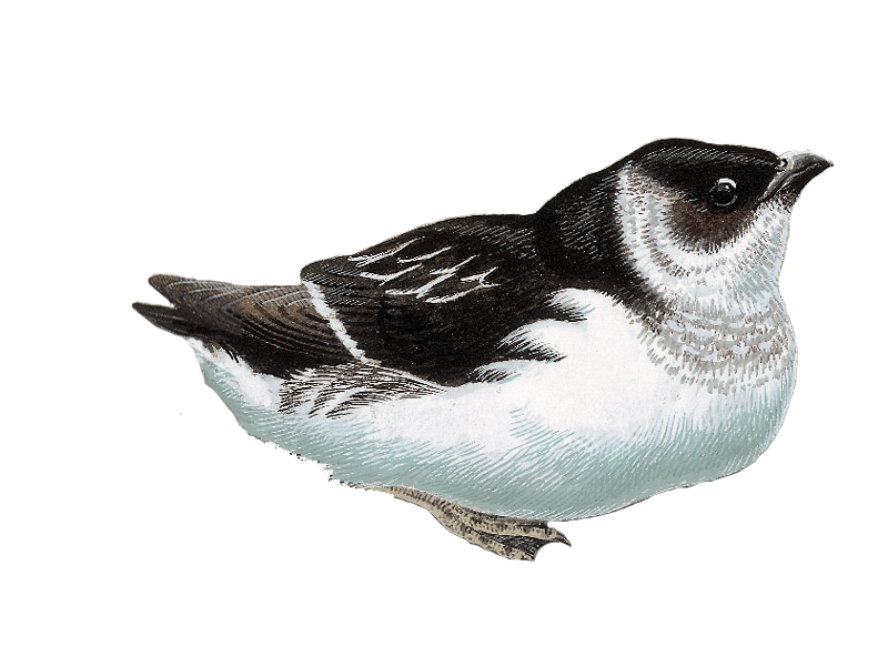 Details : Little Auk - BirdGuides