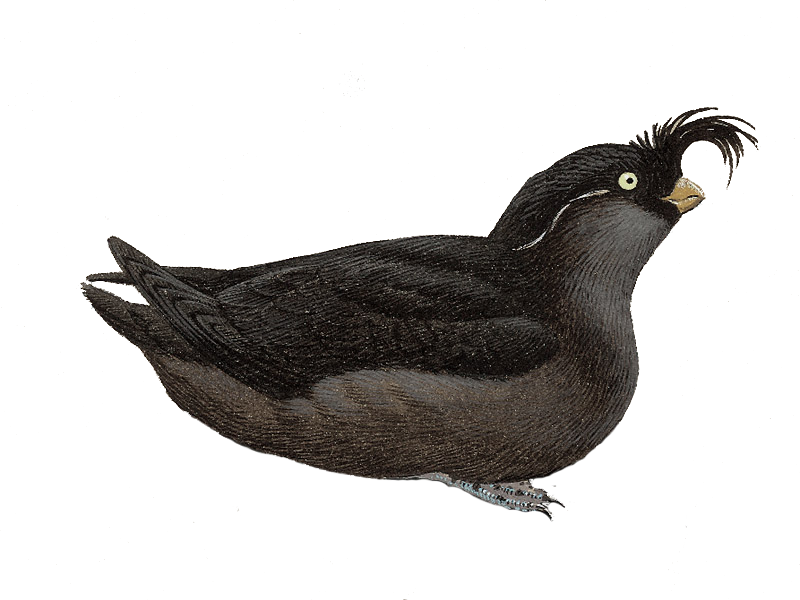 Details : Crested Auklet - BirdGuides
