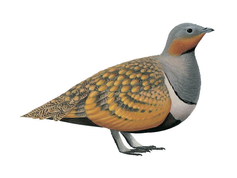 Details : Black-bellied Sandgrouse - BirdGuides